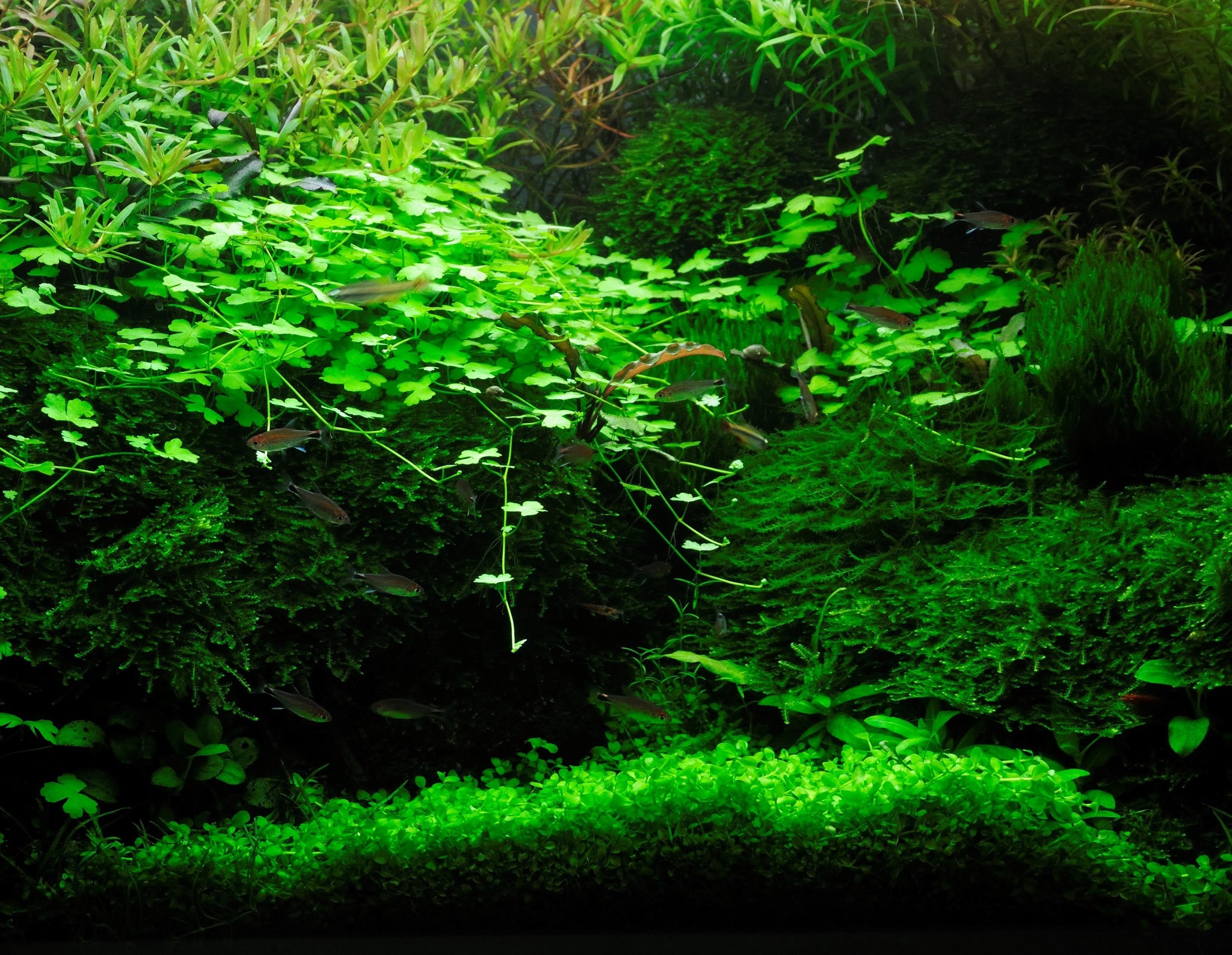 Best Plants For a Low Tech Planted Tank - Easy Care Plant Guide 2023