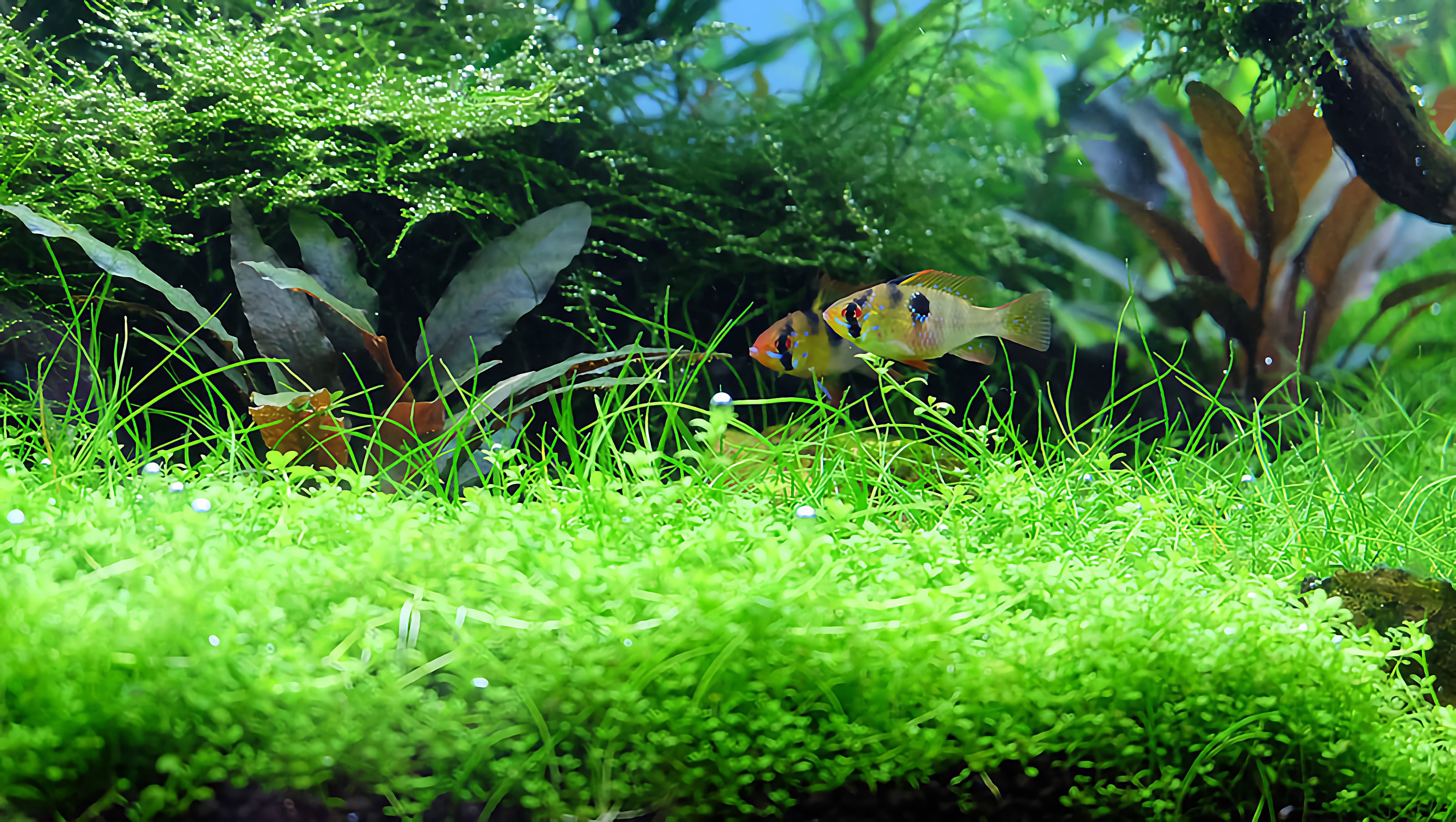 AQUAnatur - Aquarium Aquascape Specialists
